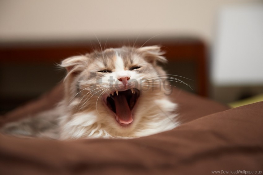 Free download | HD PNG cat crying face fluffy lying wallpaper ...