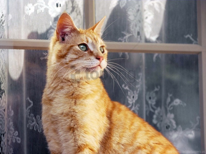 Free download | HD PNG cat curtains striped window window sill ...