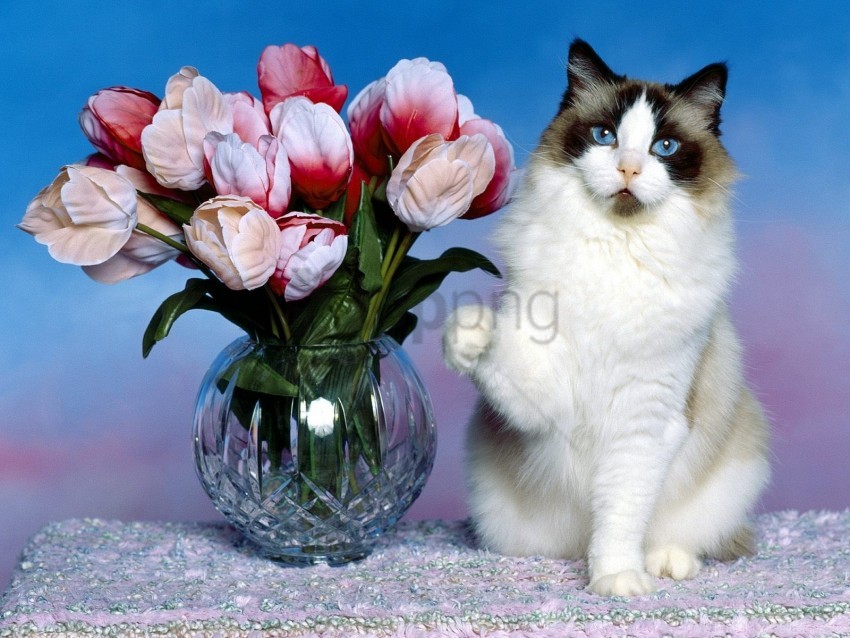 Free download | HD PNG cat cute flowers vase wallpaper background best ...