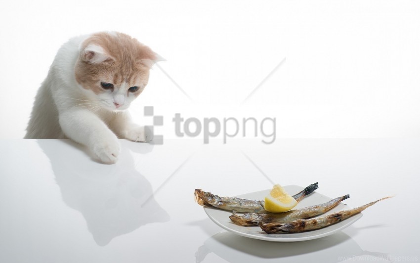 Free download | HD PNG cat delicious food plates wallpaper background ...