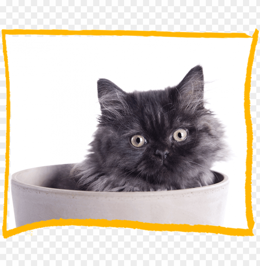 Free download | HD PNG cat discovery longhair domestic long haired cat ...