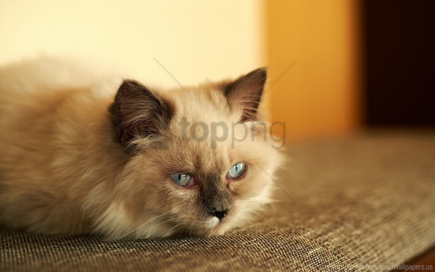 Free download | HD PNG cat down fluffy sad wallpaper background best ...