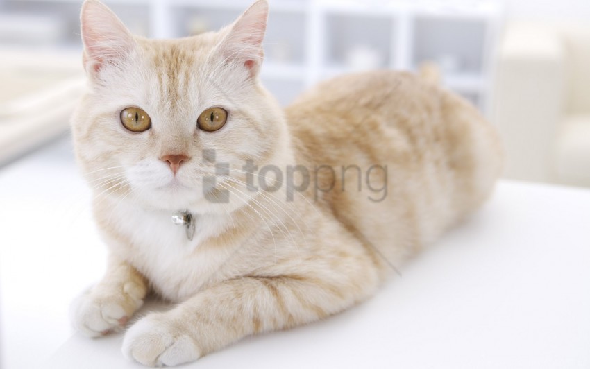 Free download | HD PNG cat down light muzzle striped wallpaper ...