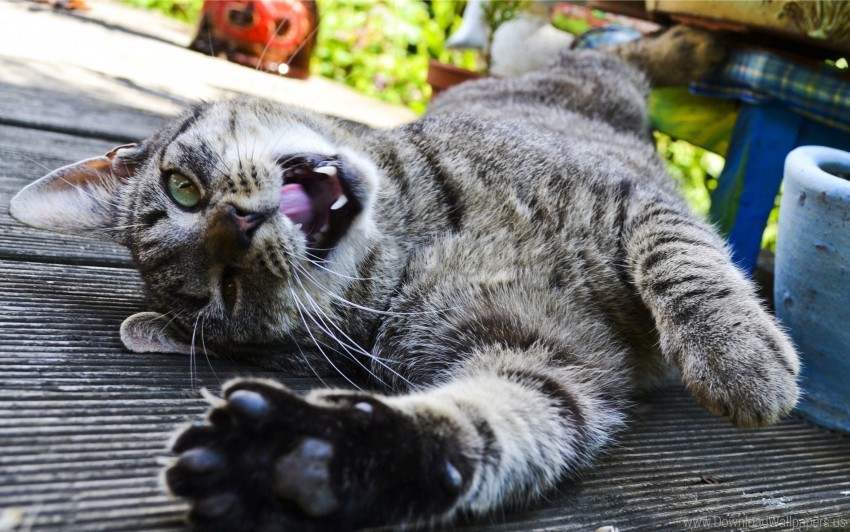 Free download | HD PNG cat down paw playful striped wallpaper ...