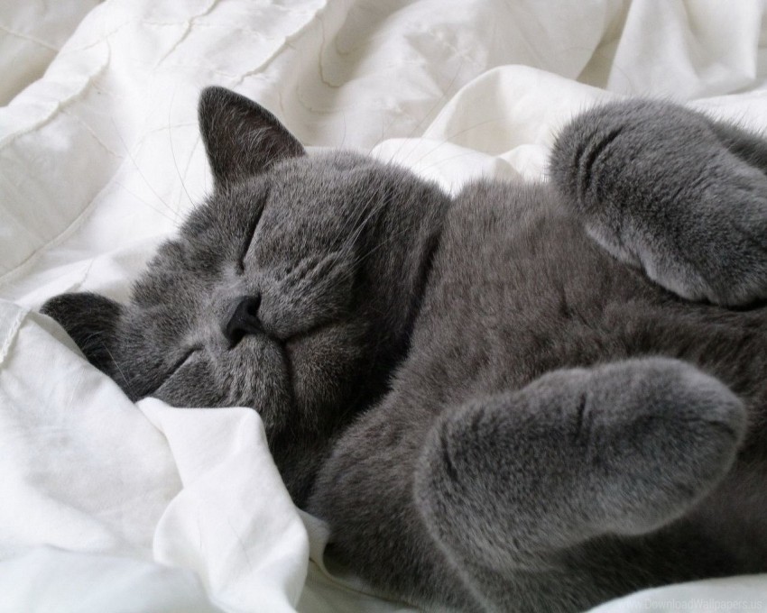 Free download | HD PNG cat down paw wallpaper background best stock ...