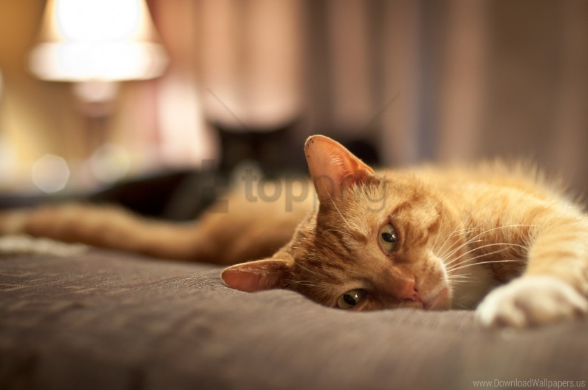Free download | HD PNG cat down playful wallpaper background best stock ...