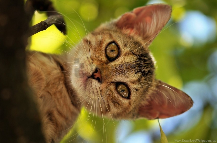 Free download | HD PNG cat ears face striped wallpaper background best ...