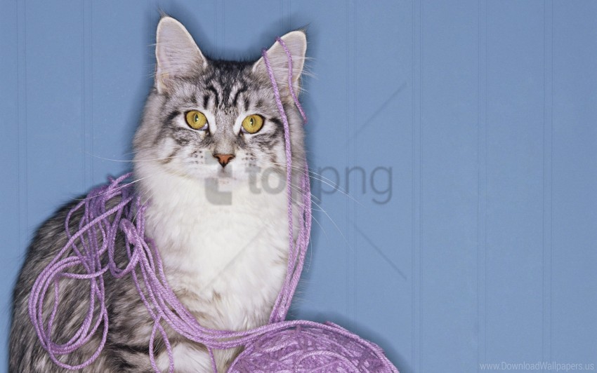 Free download | HD PNG cat eyes face fluffy playful skin wallpaper ...