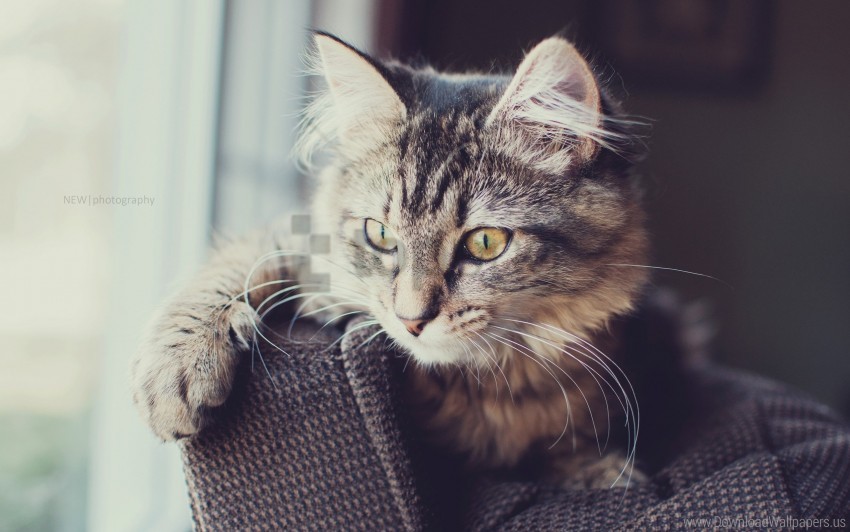 excelsiorcheese-mccarty - TOPpng