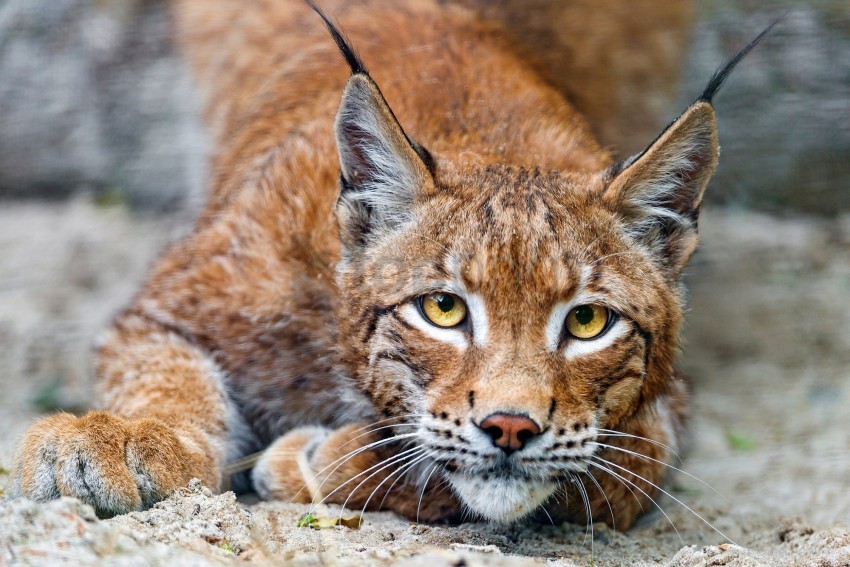Free download | HD PNG cat eyes lynx predator yellow wallpaper background best stock photos ...