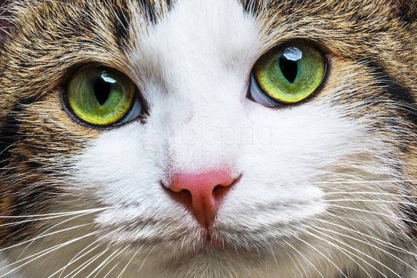 Free download | HD PNG cat face 4k wallpaper background best stock ...