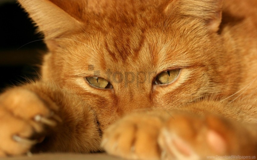 Free download | HD PNG cat face eyes feet tired wallpaper background ...