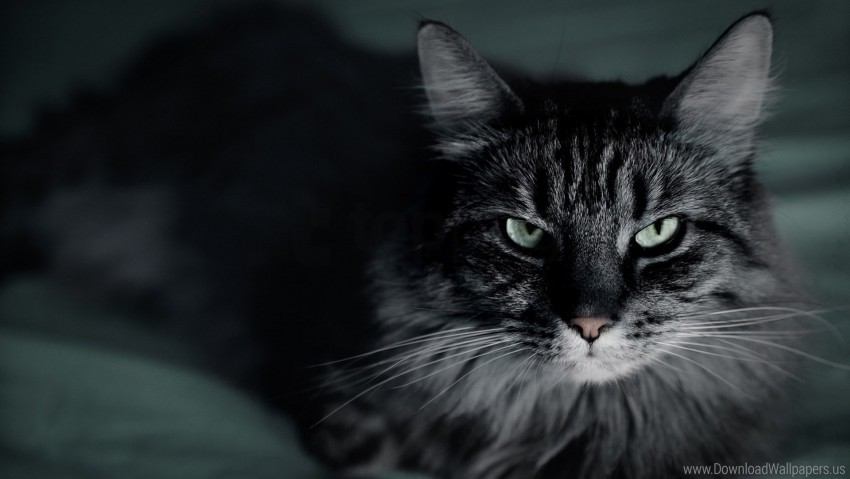 Free download | HD PNG cat face fluffy fur wallpaper background best ...