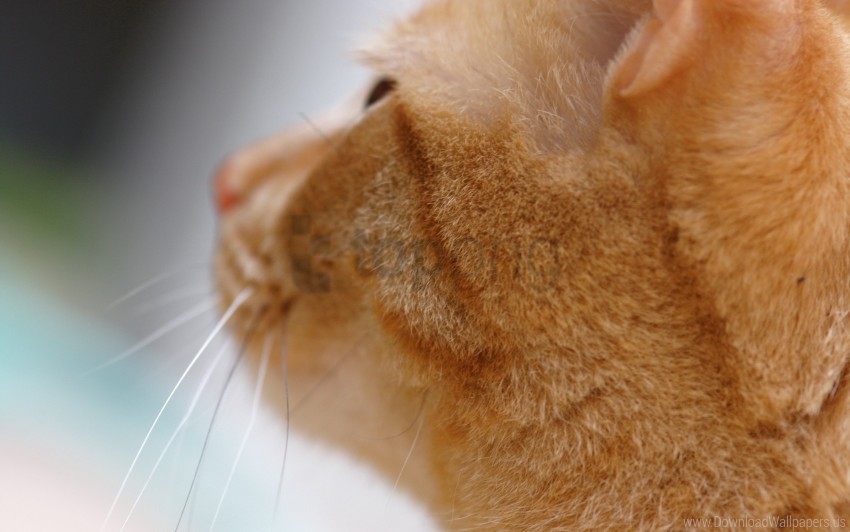Free download | HD PNG cat face fluffy fur wallpaper background best ...