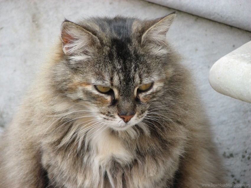 Free download | HD PNG cat face fluffy wallpaper background best stock ...