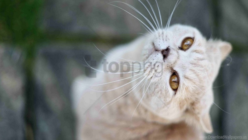 Free download | HD PNG cat face good look nose whiskers wallpaper ...
