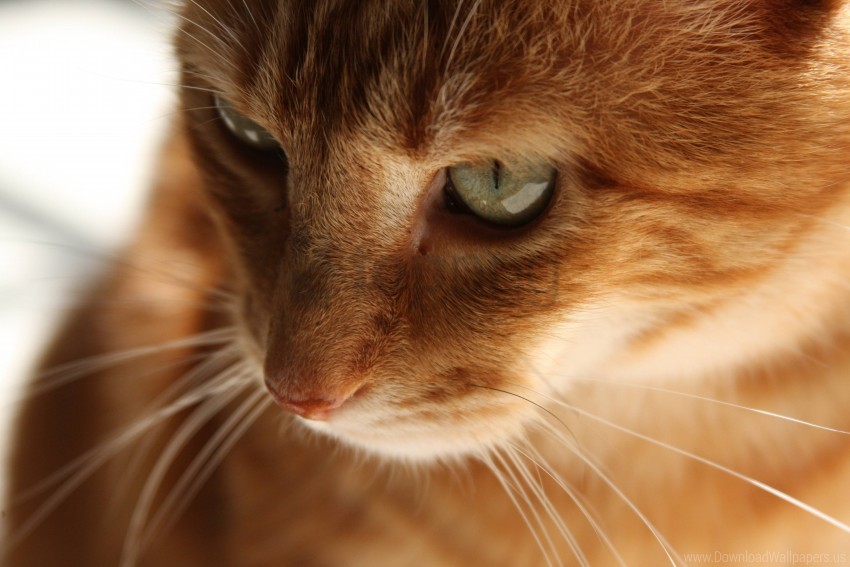 Free download | HD PNG cat face kitten red wallpaper background best ...