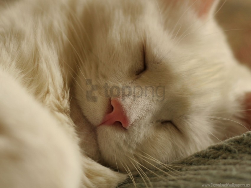 Free download | HD PNG cat face light sleep wallpaper background best ...