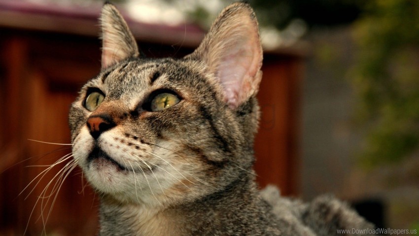 Free download | HD PNG cat face look sadness wallpaper background best ...