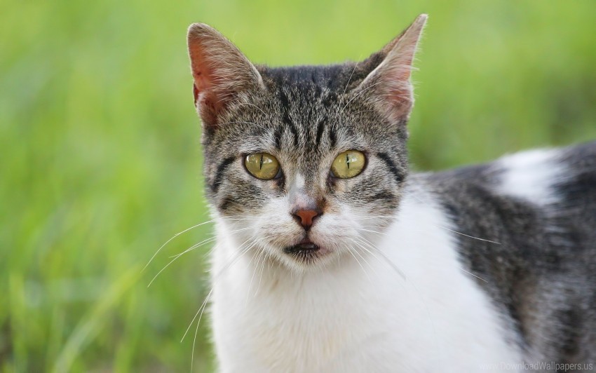 Free download | HD PNG cat face look serious spotted wallpaper ...