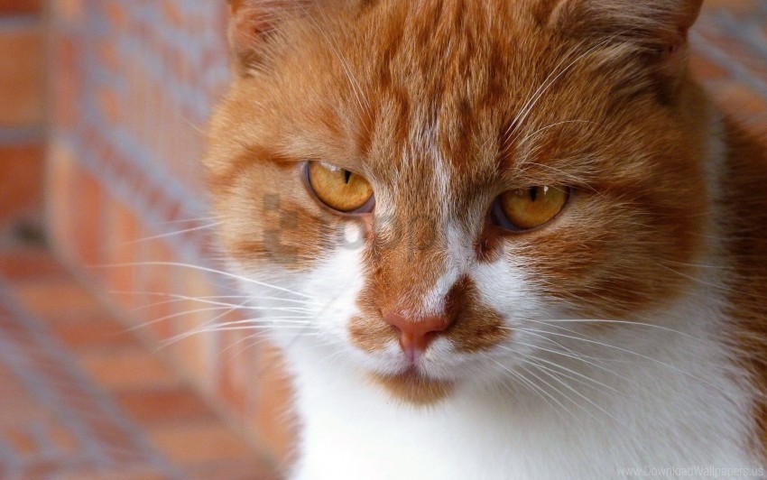 Free download | HD PNG cat face look serious spotted wallpaper ...