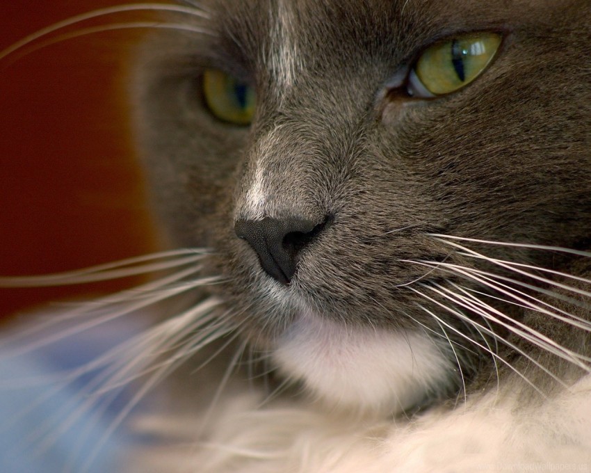 Free download | HD PNG cat face look spotted wallpaper background best ...