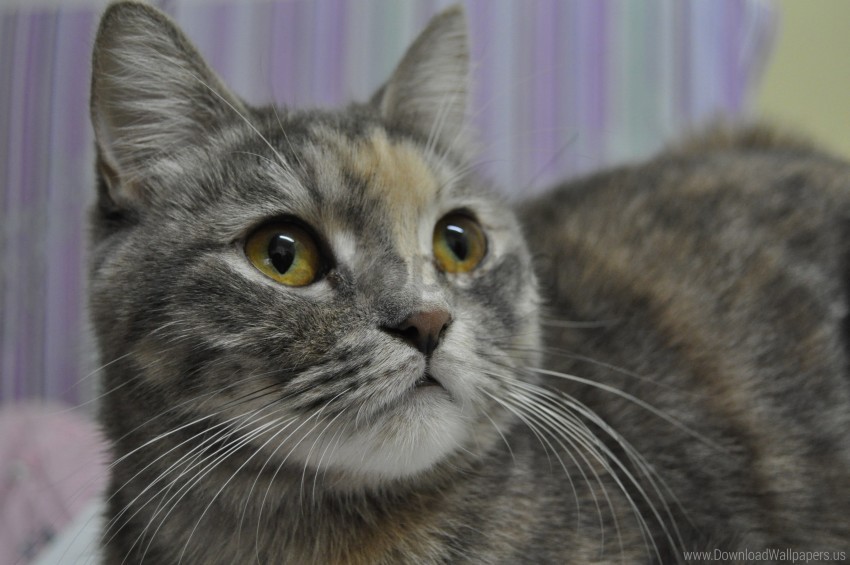 Free download | HD PNG cat face look striped wallpaper background best ...