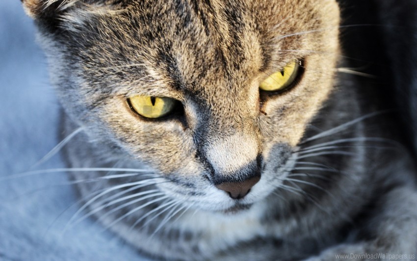 Free download | HD PNG cat face look striped wallpaper background best ...