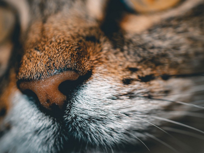 Free download | HD PNG cat face nose closeup pet 4k wallpaper | TOPpng