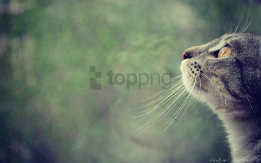 Free download | HD PNG cat face observe pro wallpaper background best ...