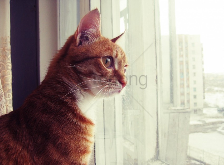 Free download | HD PNG cat face observe spotted window wallpaper ...