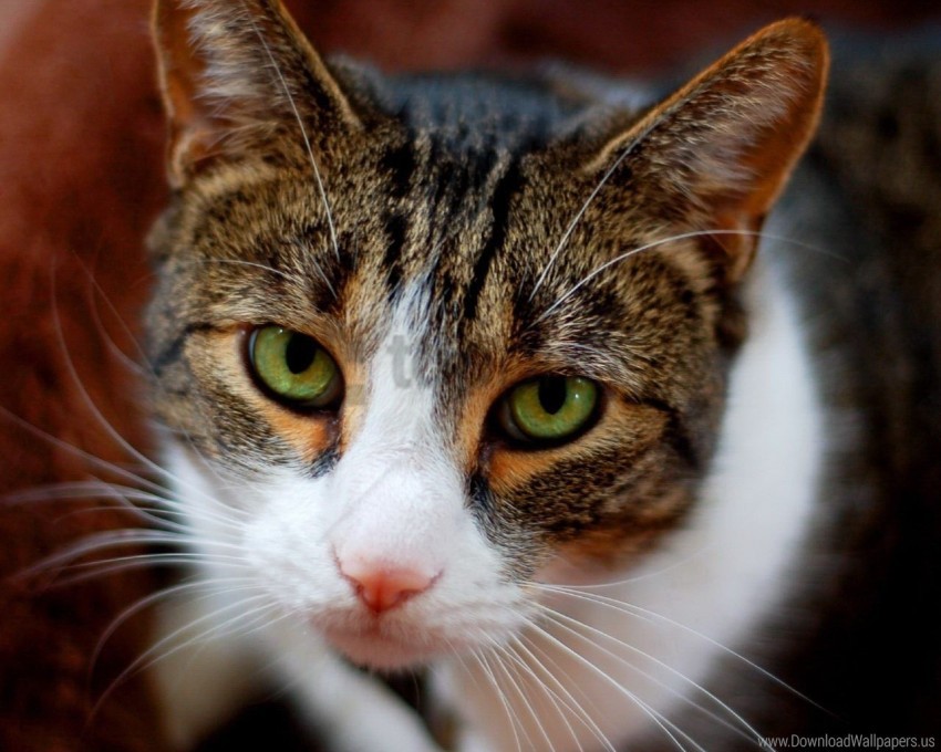 Free download | HD PNG cat face sad sight wallpaper background best ...