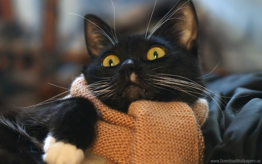 Free download | HD PNG cat face scarf wallpaper background best stock ...