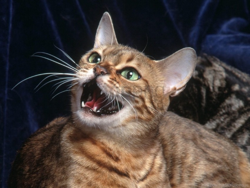 Free download | HD PNG cat face shouting spotted wallpaper background ...