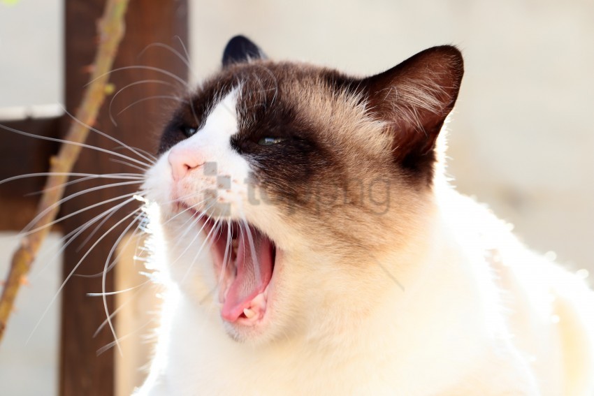 Free download | HD PNG cat face siamese yawn wallpaper background best ...