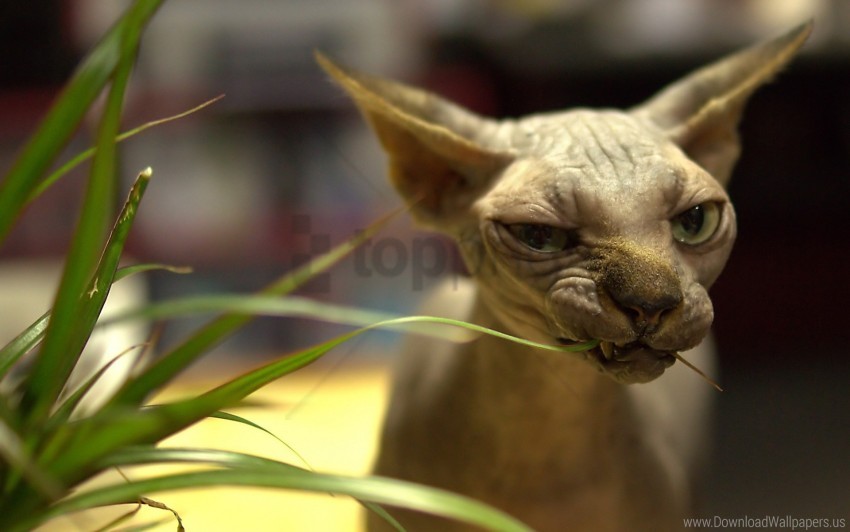 Free download | HD PNG cat face sphynx wrinkles wallpaper background ...