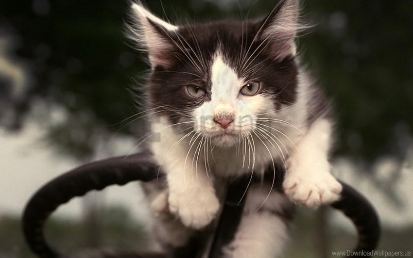 Free download | HD PNG cat face spotted unhappy wallpaper background ...