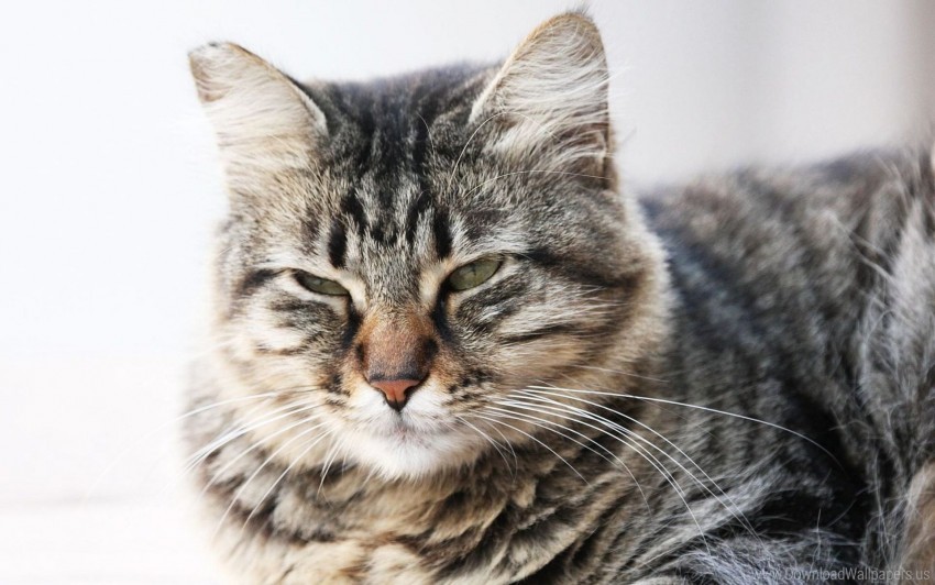 Free download | HD PNG cat face squint striped wallpaper background ...