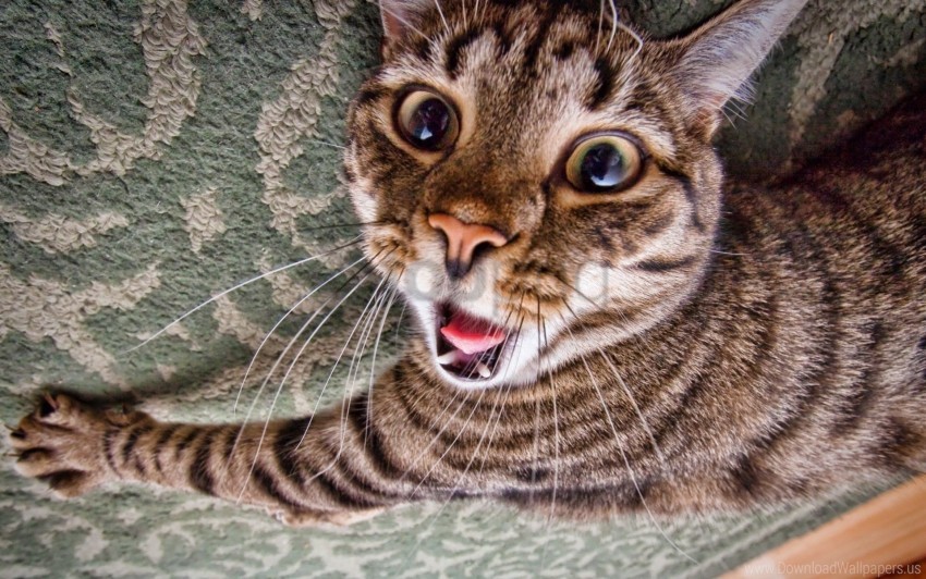 Free download | HD PNG cat face stretch striped tongue wallpaper ...