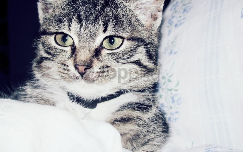 Free download | HD PNG cat face striped wallpaper background best stock ...