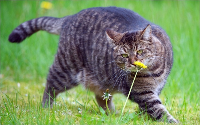Free download | HD PNG cat fat grass smell walk wallpaper background ...