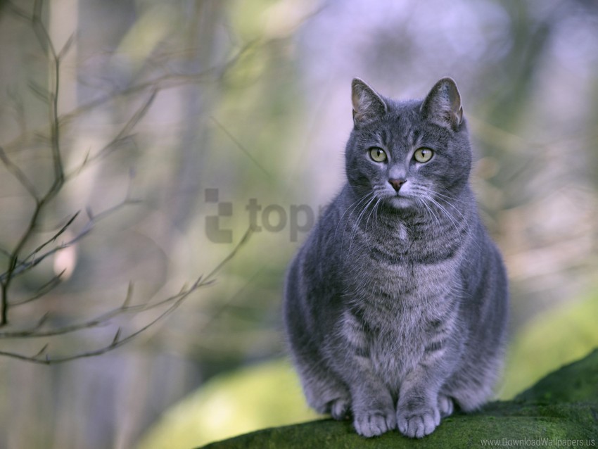 Free download | HD PNG cat fat gray lying striped wallpaper background ...