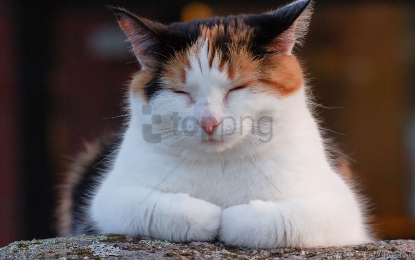 Free download | HD PNG cat fat nap rest sleep spotted wallpaper ...