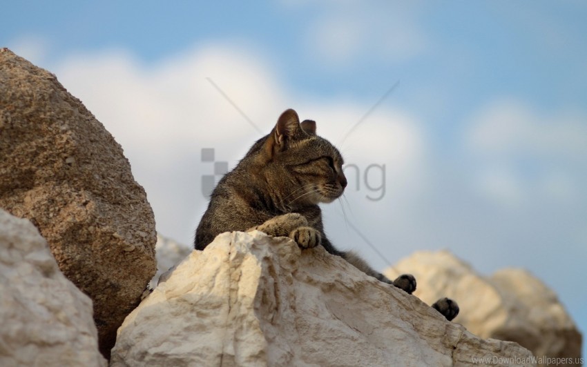 Free download | HD PNG cat fatigue lying rocks wallpaper background ...