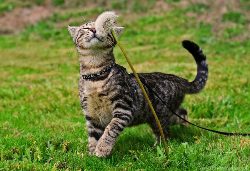 Free download | HD PNG cat flowers grass striped walk wallpaper ...