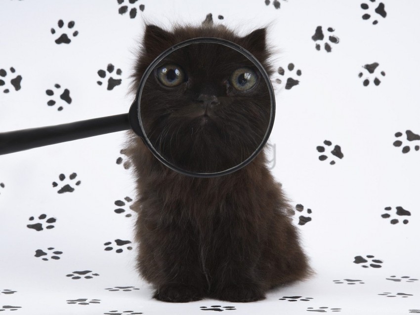 Free download | HD PNG cat fluffy magnifier muzzle wallpaper background ...