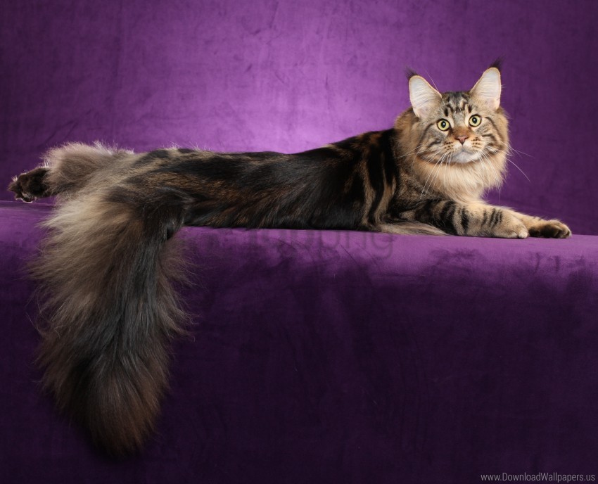 Free download | HD PNG cat fluffy maine coon tail wallpaper background ...