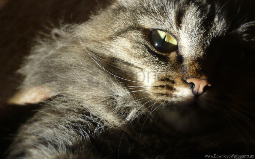 Free download | HD PNG cat fluffy muzzle shadow wallpaper background ...