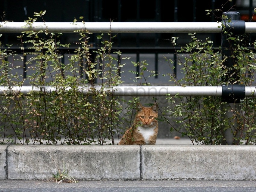 Free download | HD PNG cat fluffy sit wait wallpaper background best ...