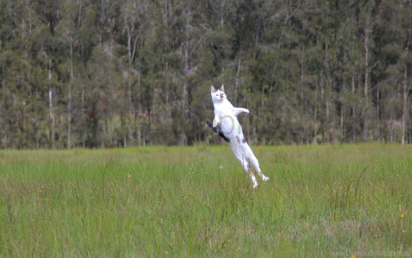 Free download | HD PNG cat fly funny jump rocket cat wallpaper ...